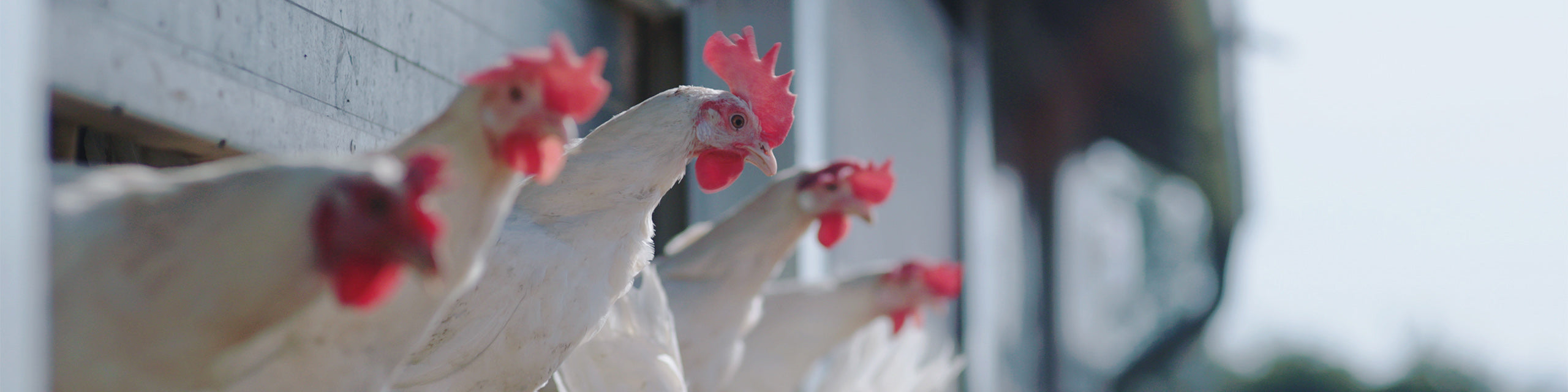 Our Producers | GAIL's Bakery